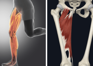 Don't forget about the adductors! > MyoThrive adductor muscles
